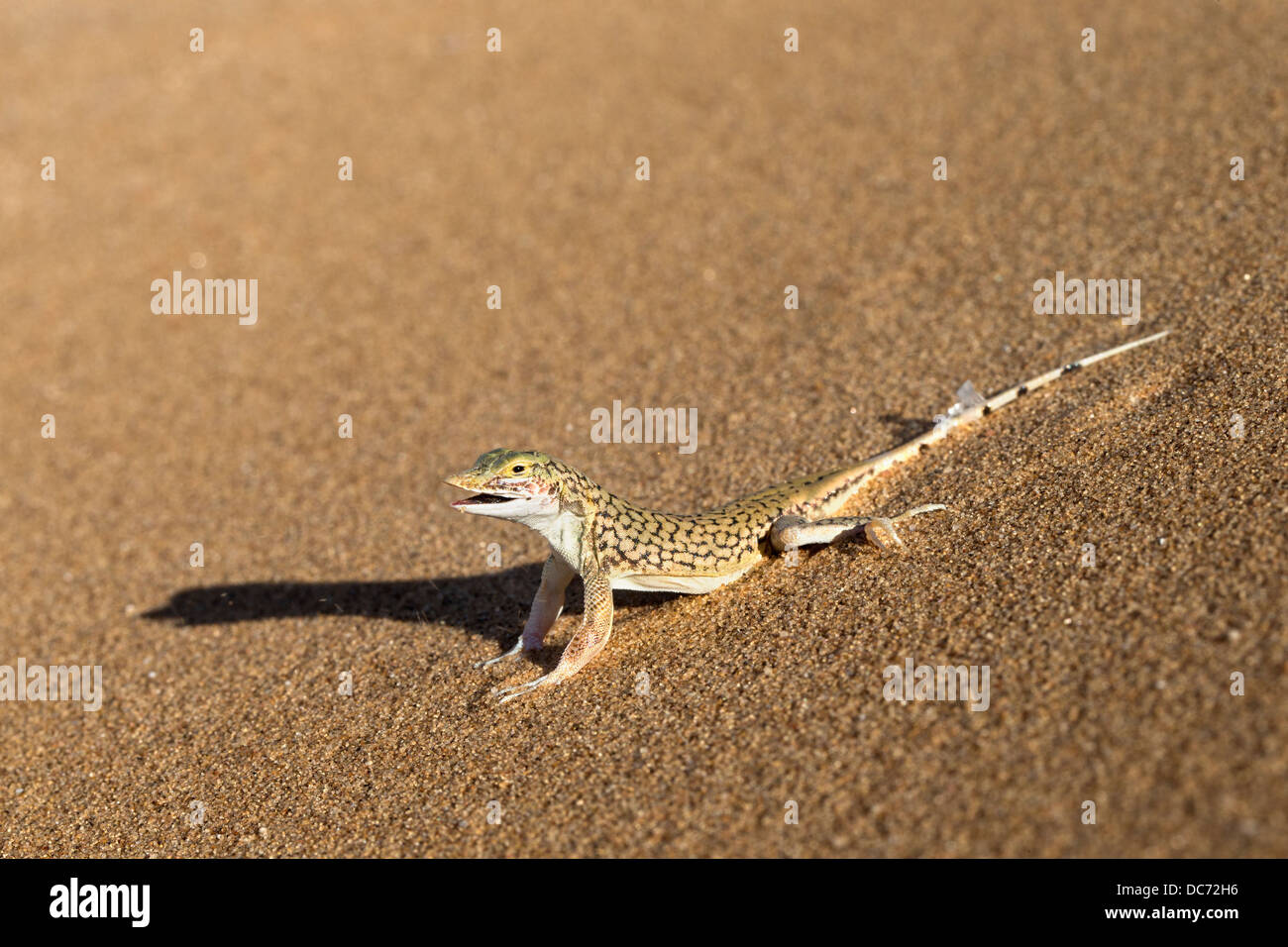 Shovel-snouted lizard (Meroles anchietae), Namib Desert, Namibia, April ...