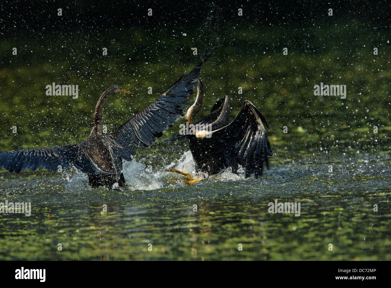 Darter (Snake Bird) Fight Bharatpur, India. ( Anhinga melanogaster ...