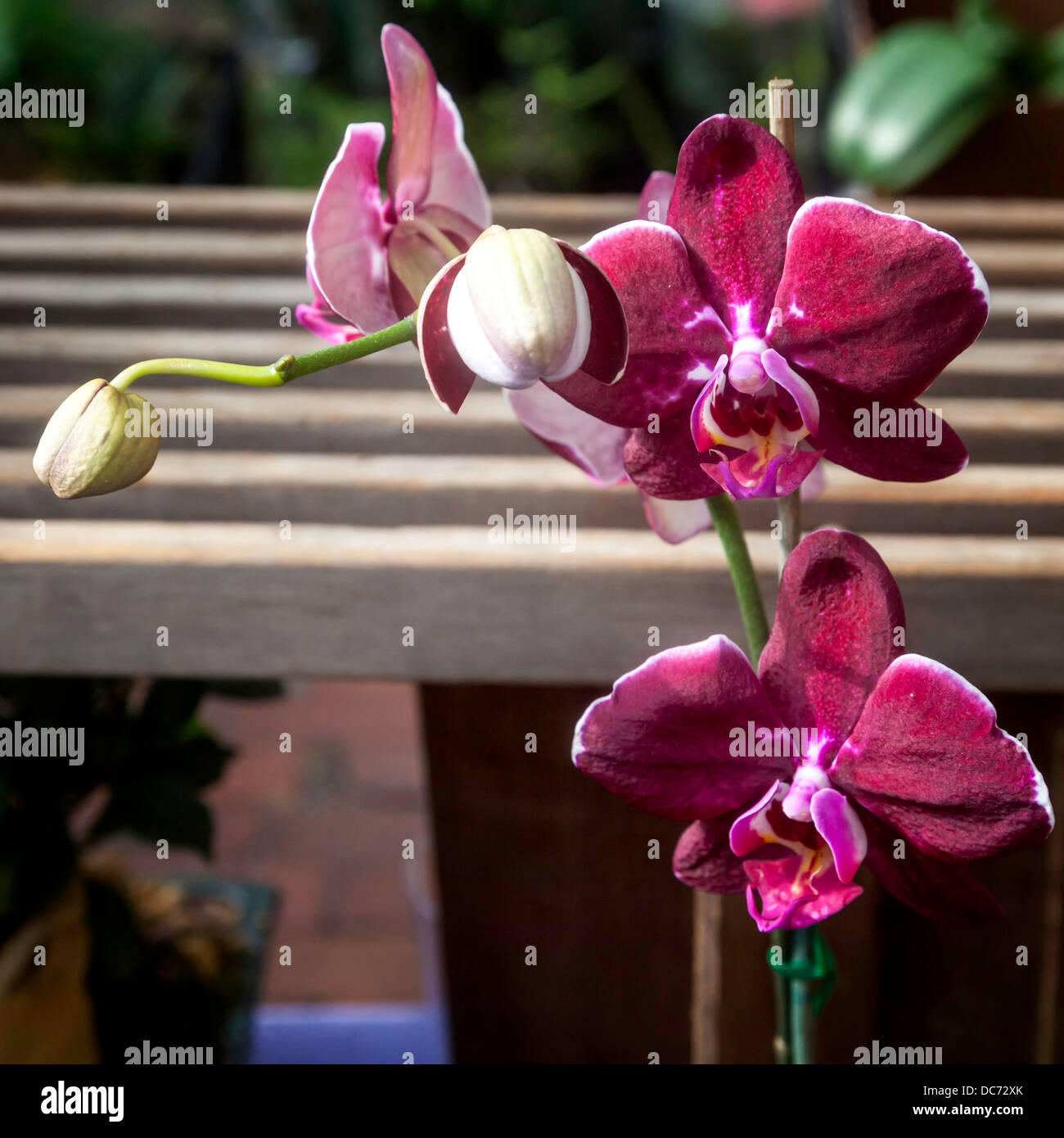 Red Phalaenopsis Moth Orchid Stock Photo - Alamy