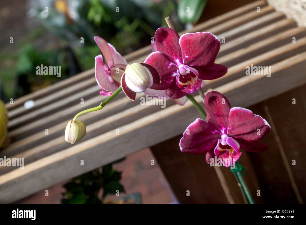 Red Phalaenopsis Moth Orchid Stock Photo - Alamy