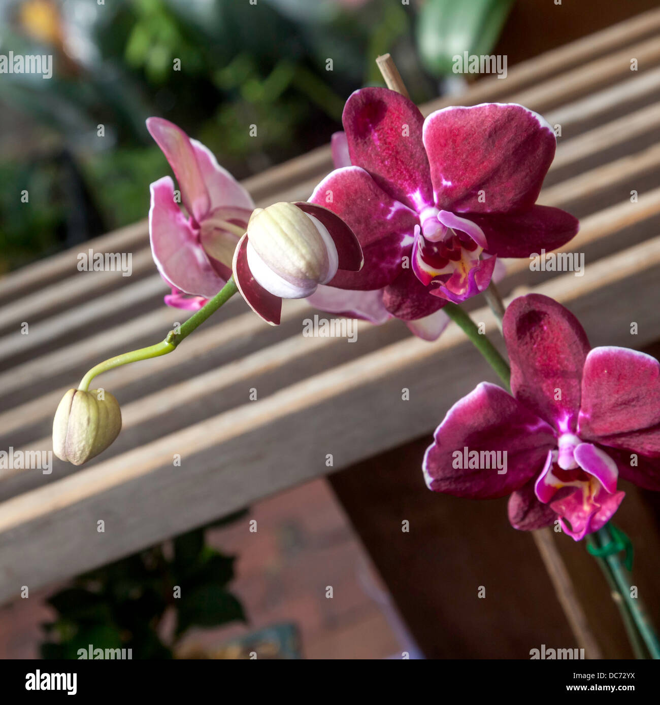 Red Phalaenopsis Moth Orchid Stock Photo - Alamy