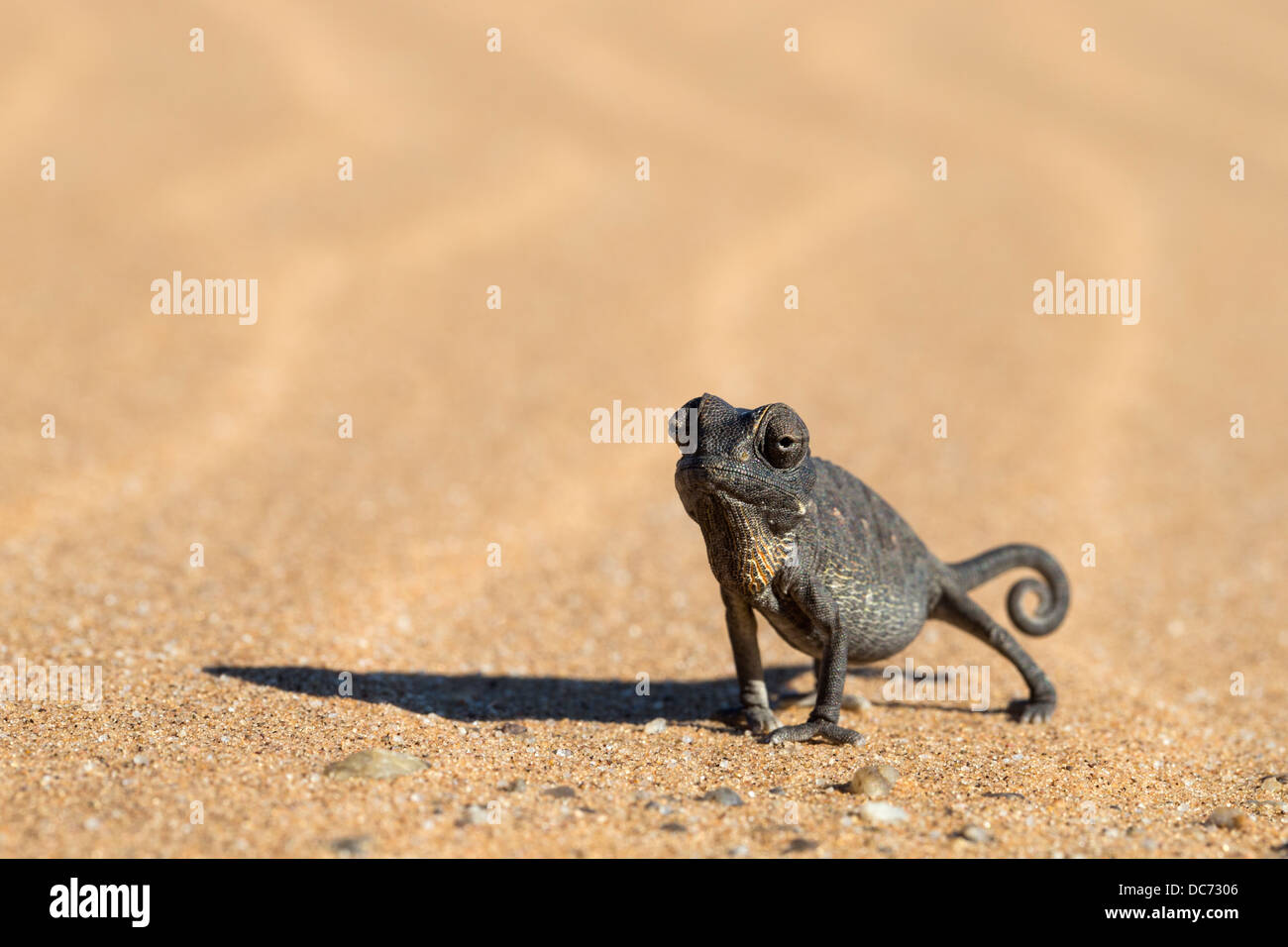 Namaqua chameleon (Chamaeleo namaquensis), Namib Desert, Namibia, April ...