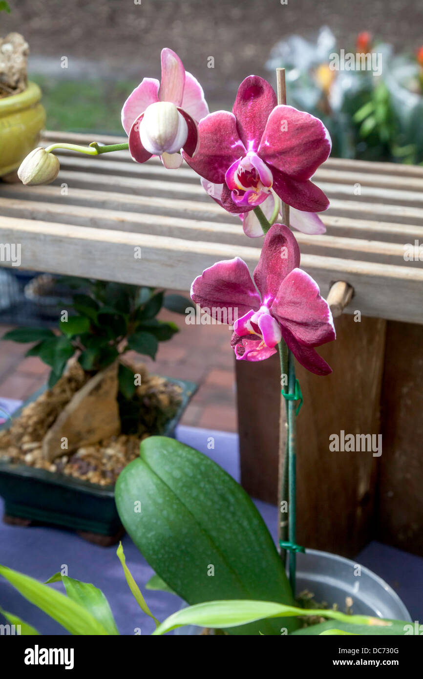 Red Phalaenopsis Moth Orchid Stock Photo - Alamy