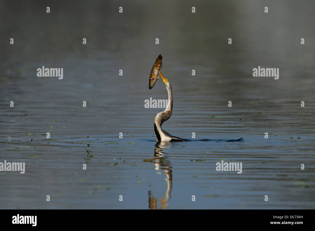 Snake catching bird hi-res stock photography and images - Alamy
