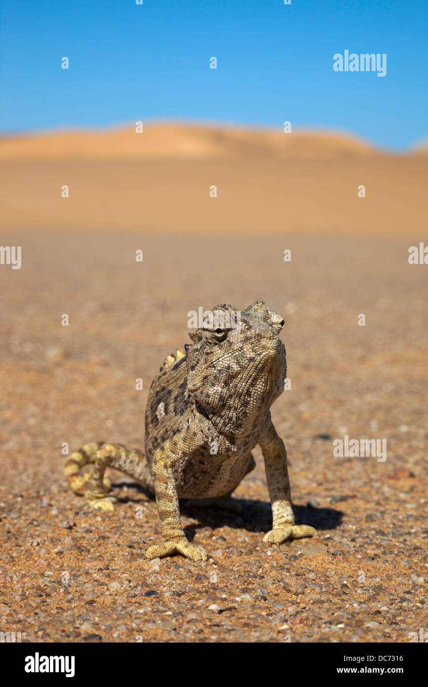 Namaqua chameleon (Chamaeleo namaquensis), Namib Desert, Namibia, April ...