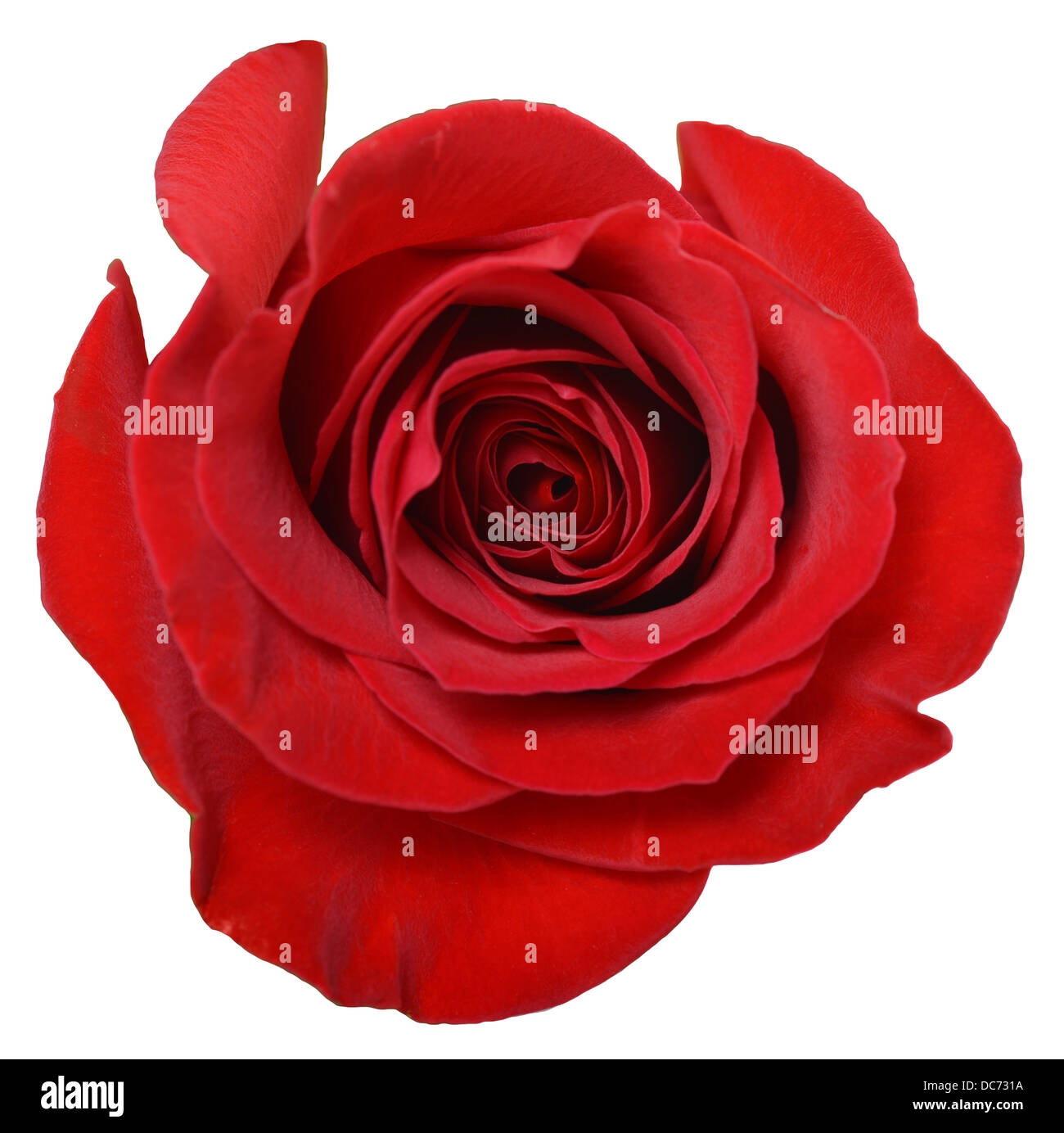 Dark red fresh rose Cut Out Stock Images & Pictures - Alamy