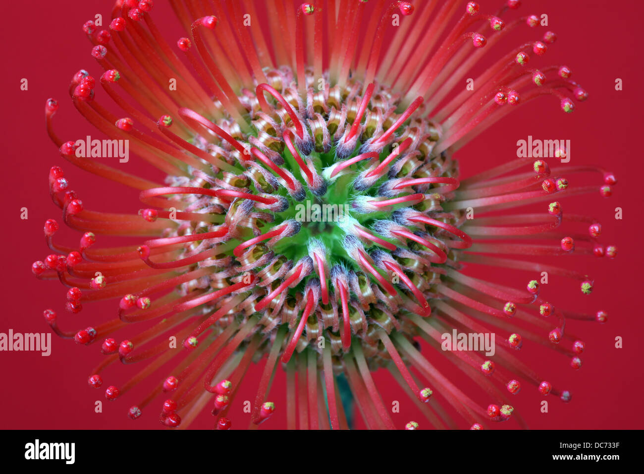 Red protea hi-res stock photography and images - Alamy