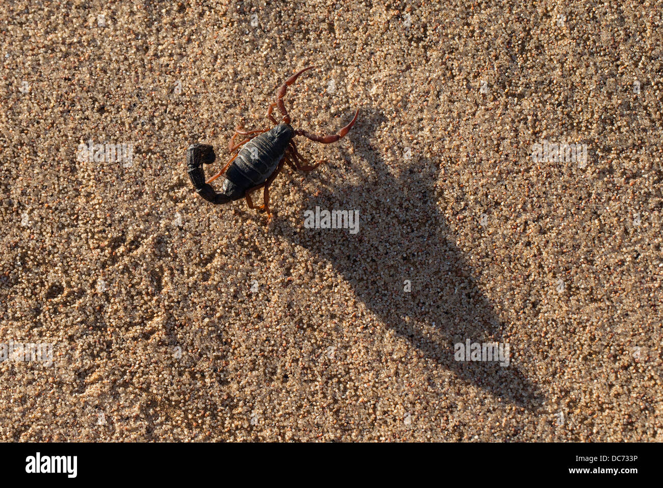 Black (hairy thicktailed) scorpion (Parabuthus villosus), Namib Desert ...