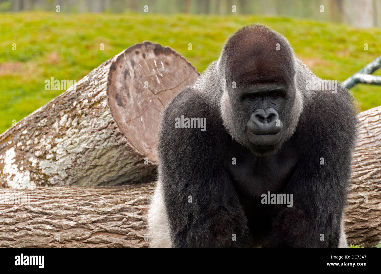 Thoughtful silverback gorilla faces front before pile of logs Stock ...