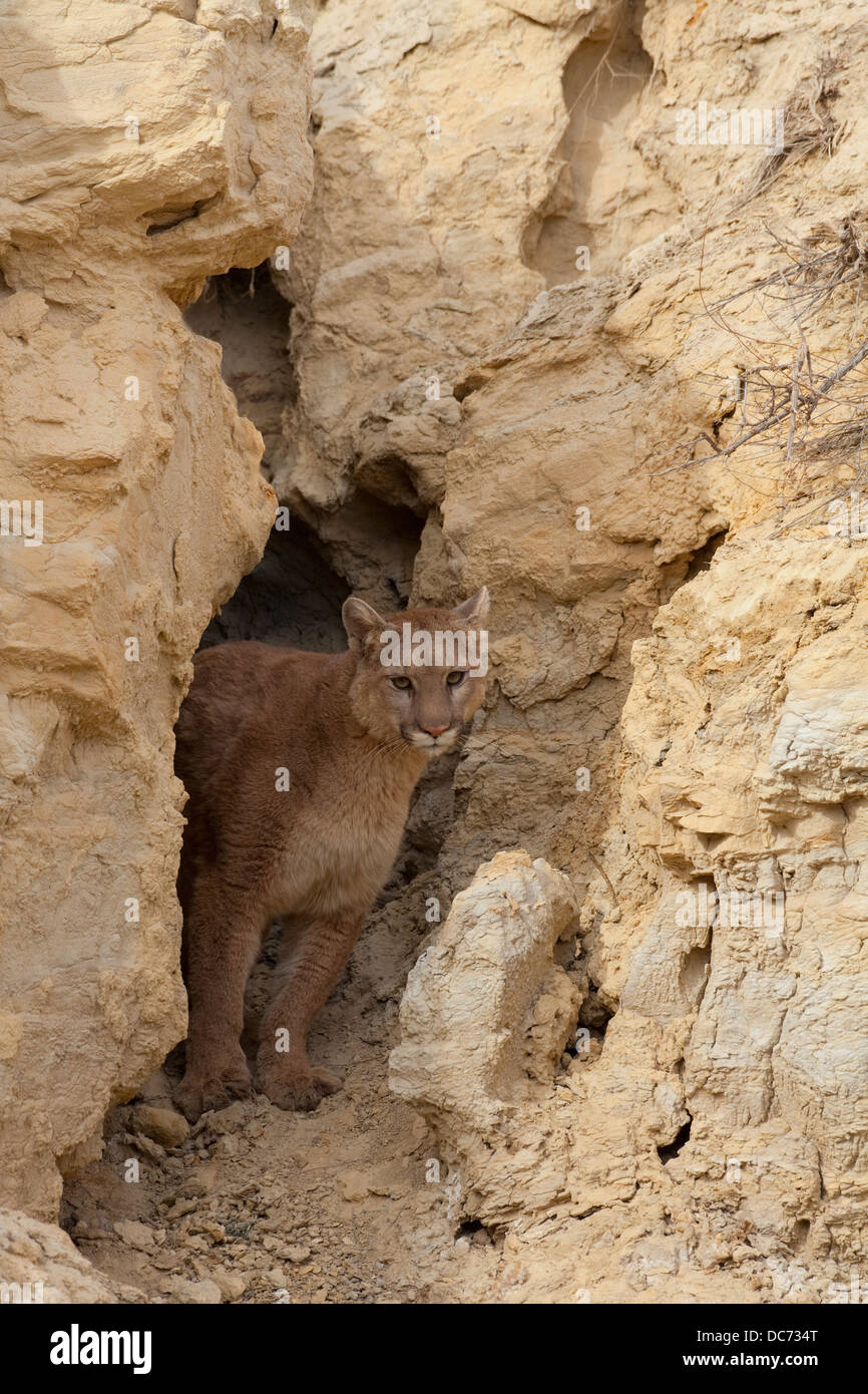 Puma concolor hi-res stock photography and images - Alamy
