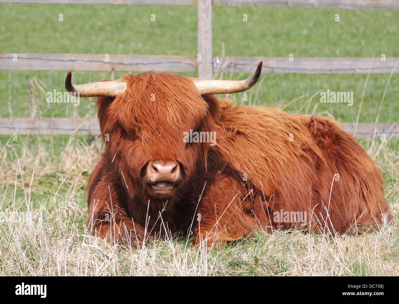 Highland longhorn cow hi-res stock photography and images - Alamy