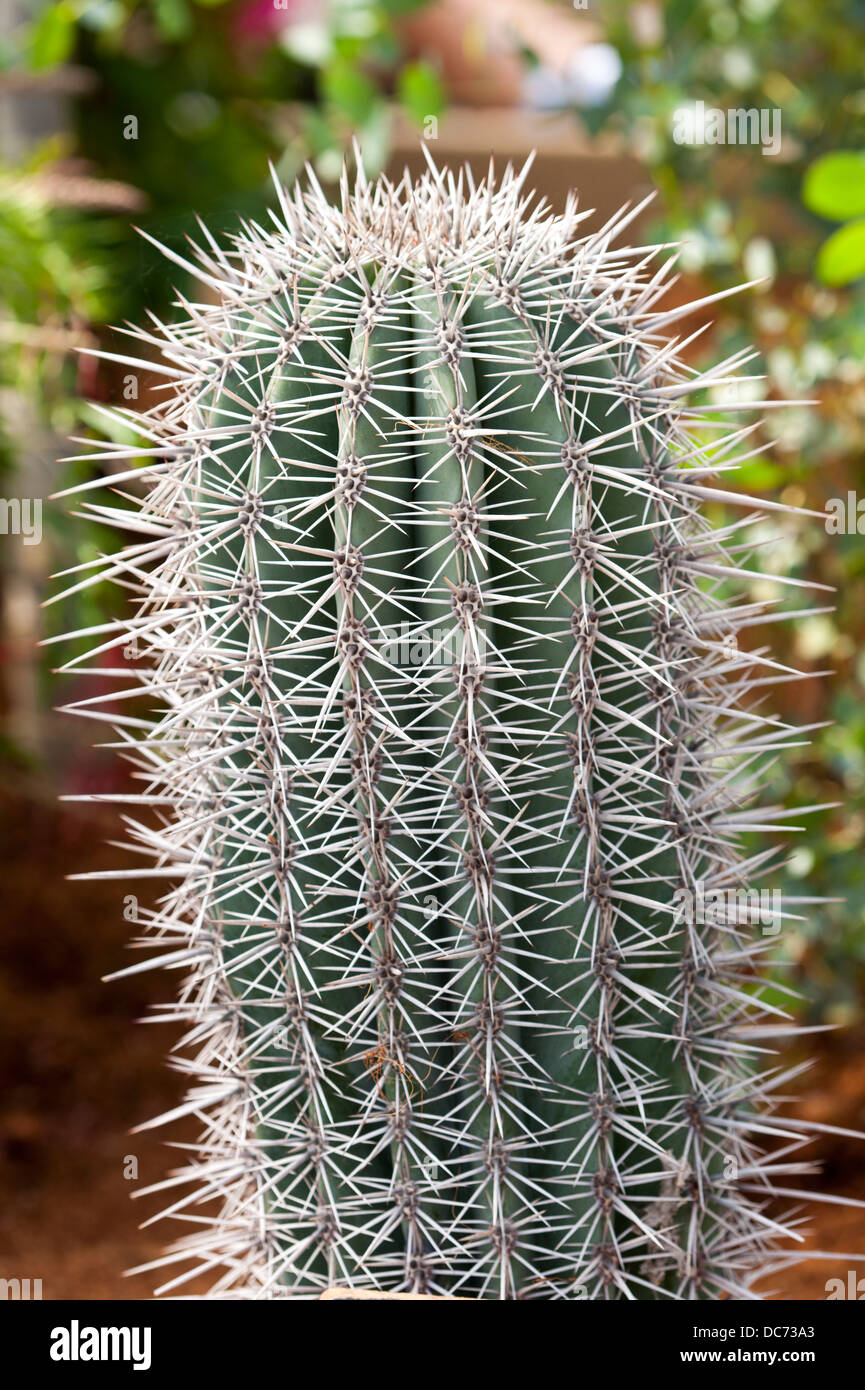 pachycereus pringlei cactus Stock Photo - Alamy