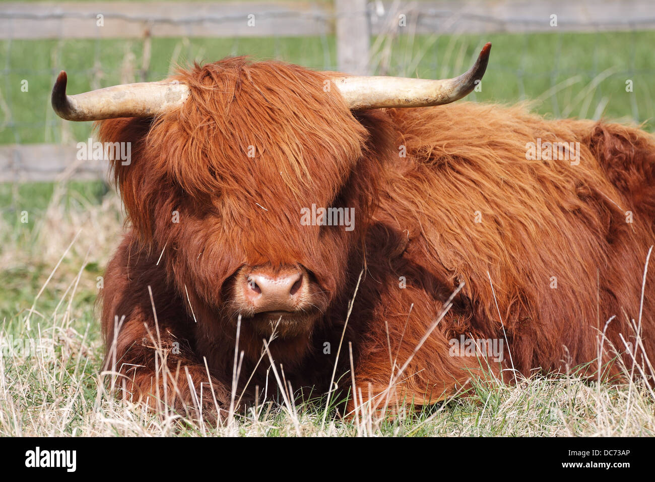 Longhorn Highland Cow sitting in meadow Stock Photo - Alamy