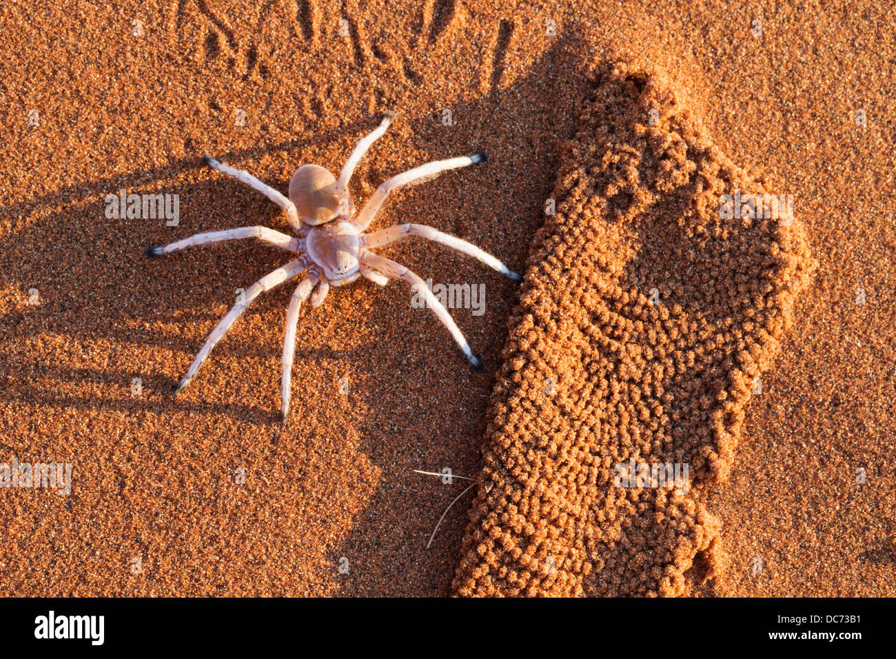 Dancing white lady spider (Leucorchestris arenicola) with silk lining ...