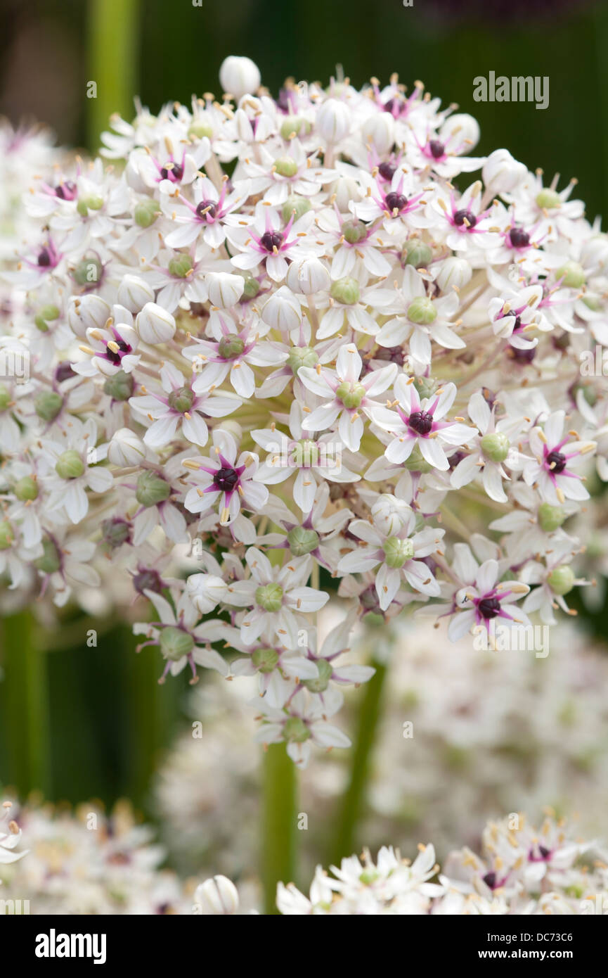 Allium silverspring hi-res stock photography and images - Alamy