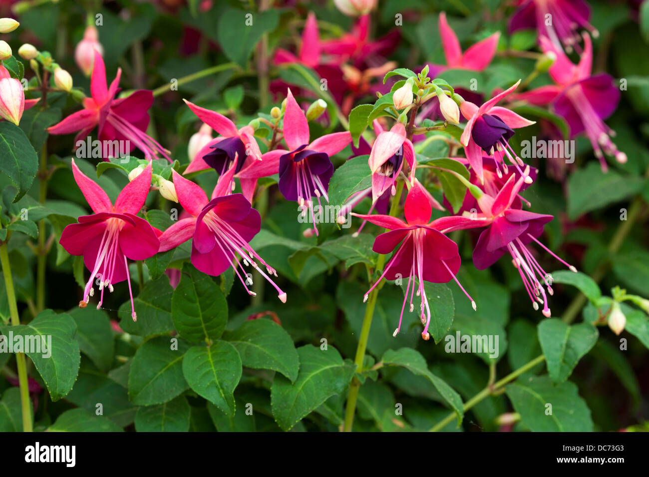 Rivendell hi-res stock photography and images - Alamy