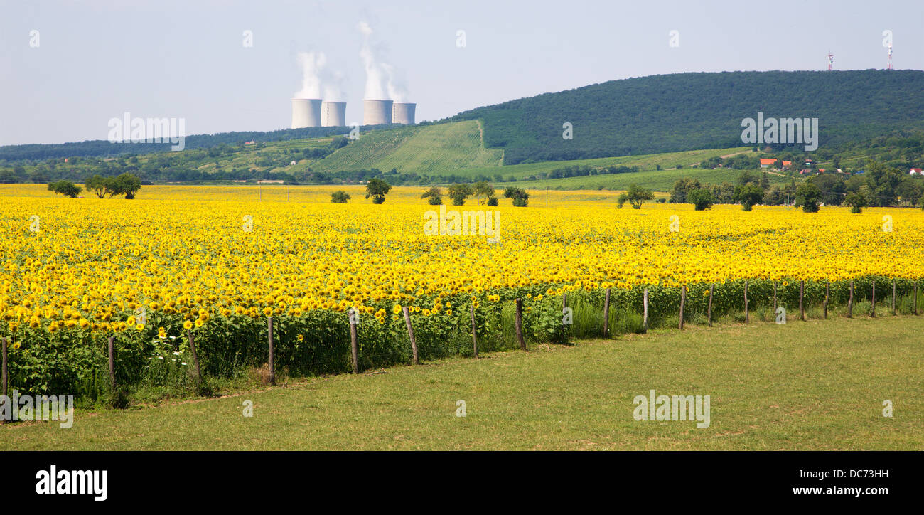 sun flowers and atomic power plant Mochovce - Slovakia Stock Photo - Alamy
