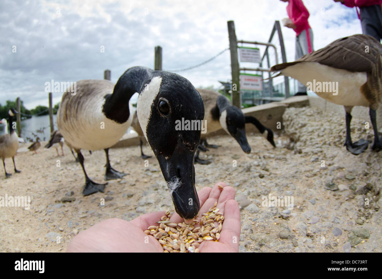 Seed goose hi-res stock photography and images - Alamy