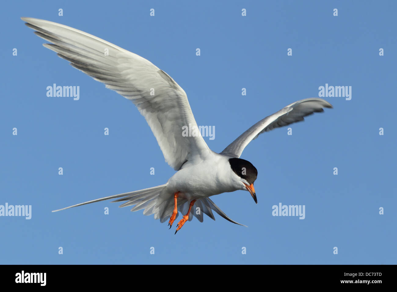 Forster's Tern (Sterna forsteri Stock Photo - Alamy