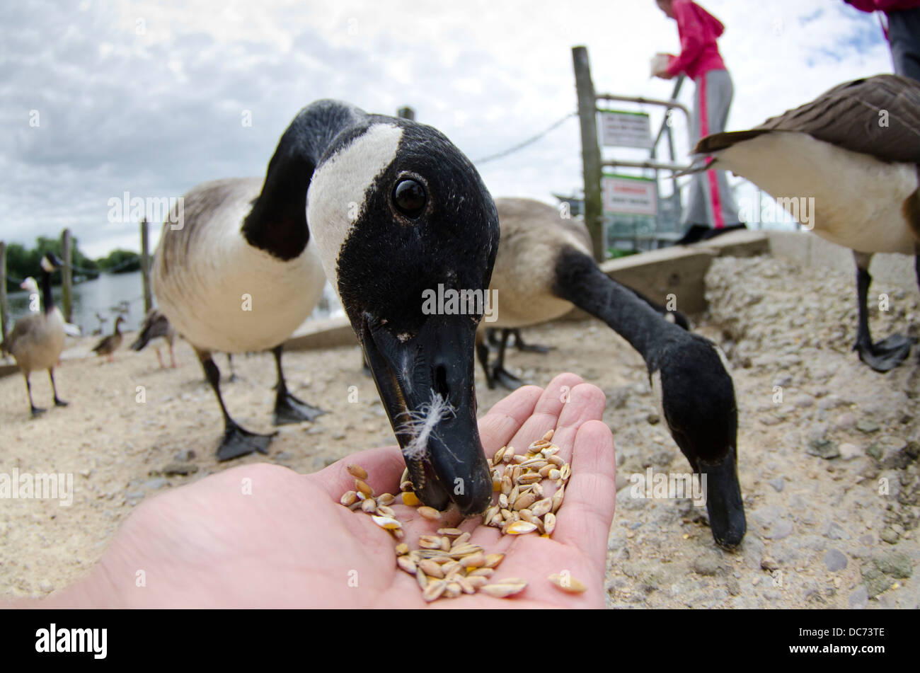 Wide angle of bird being fed Stock Photo - Alamy