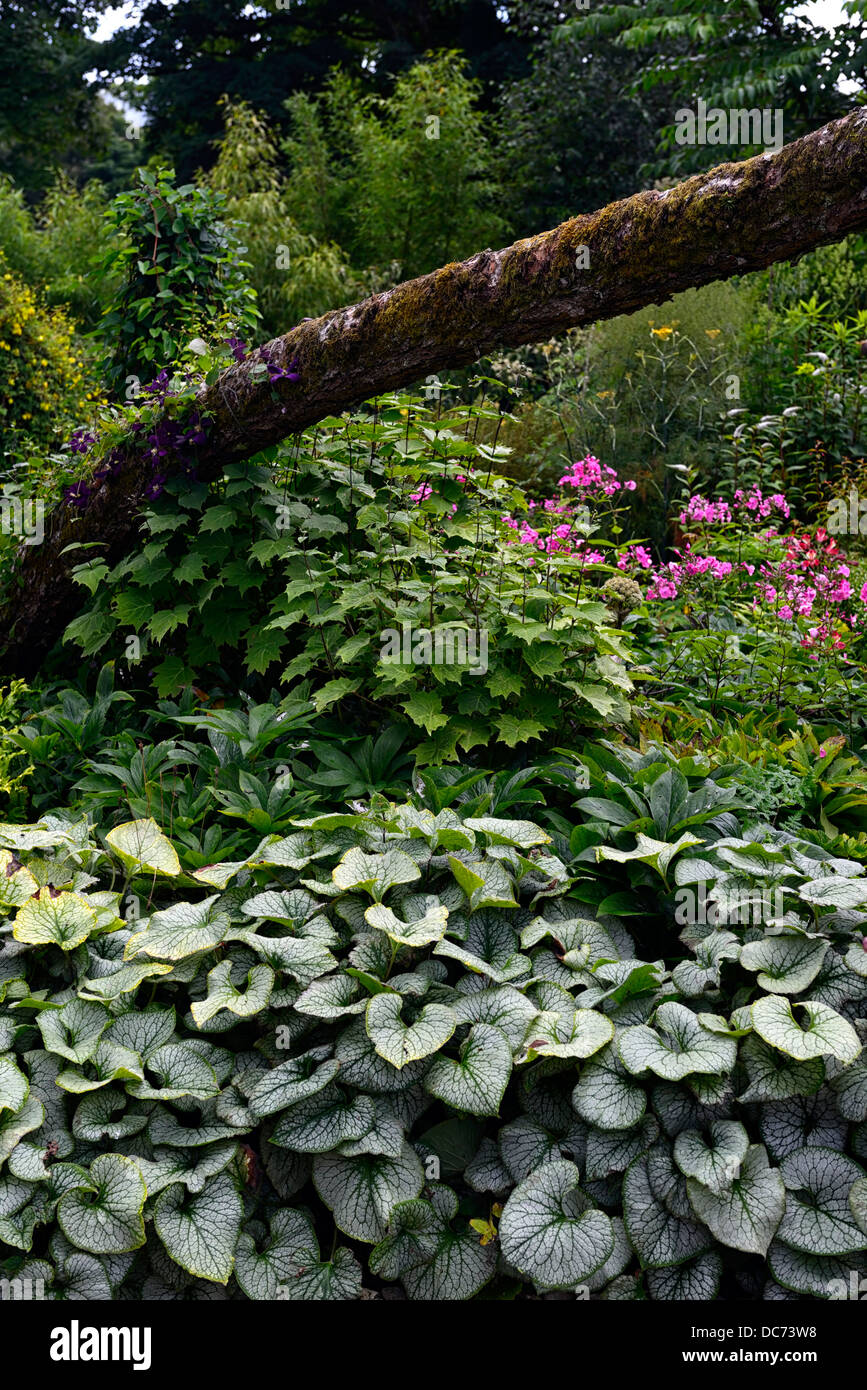 Brunnera hi-res stock photography and images - Alamy