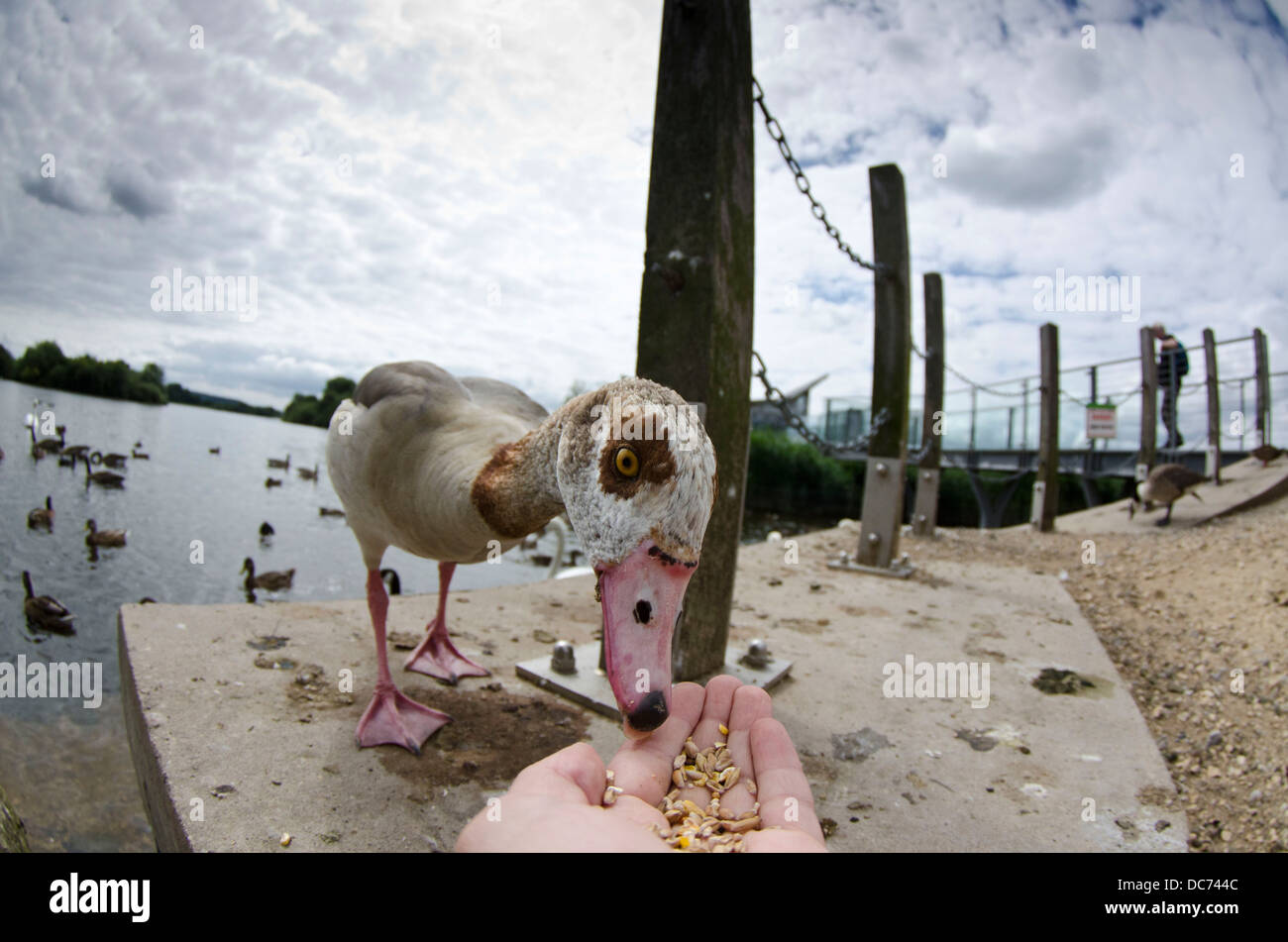 Hand feeding geese Stock Photo - Alamy