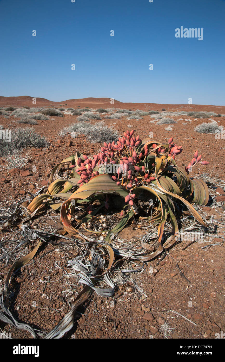 Female welwitschia plant (Welwitschia mirabilis), cones in flower ...