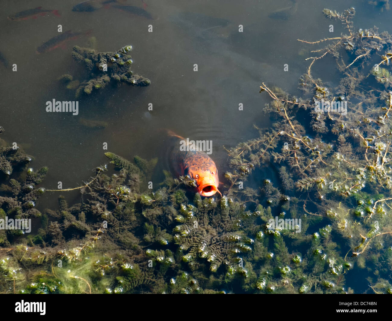 English carp hi-res stock photography and images - Alamy