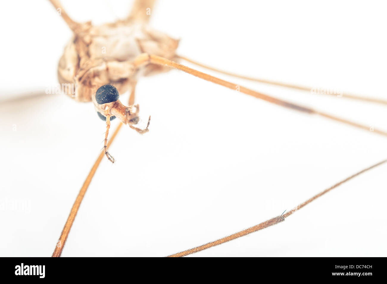 an image of death mosquito on white background. isolated Stock Photo ...