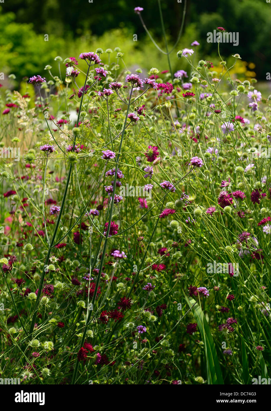 Verbena and geranium hi-res stock photography and images - Alamy