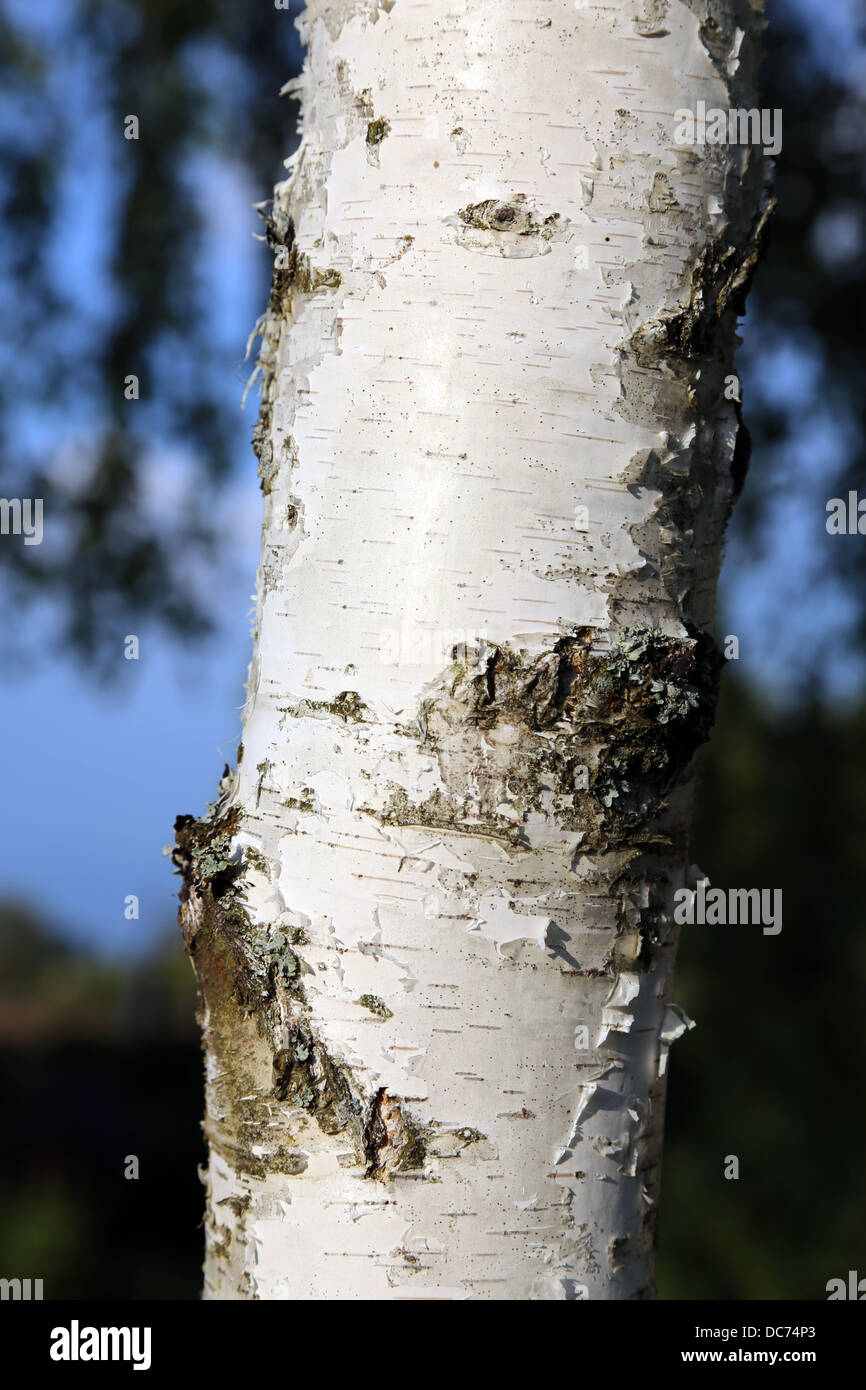 Birch tree trunk Stock Photo - Alamy