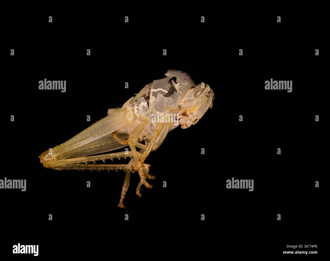 Grasshopper exoskeleton hi-res stock photography and images - Alamy Grasshopper exoskeleton hi-res stock photography and images - Alamy