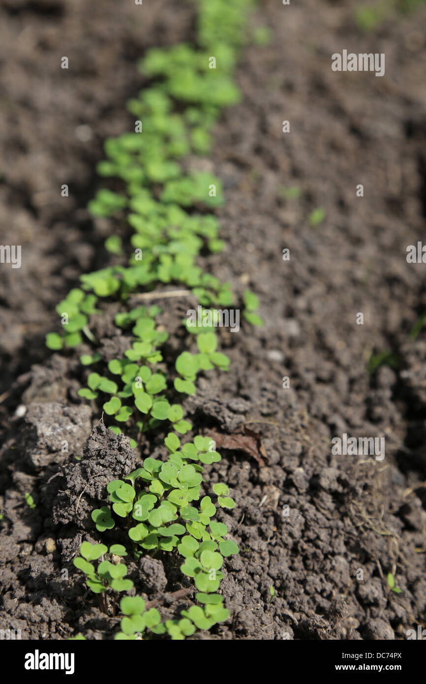 rows of small sprouts Stock Photo - Alamy