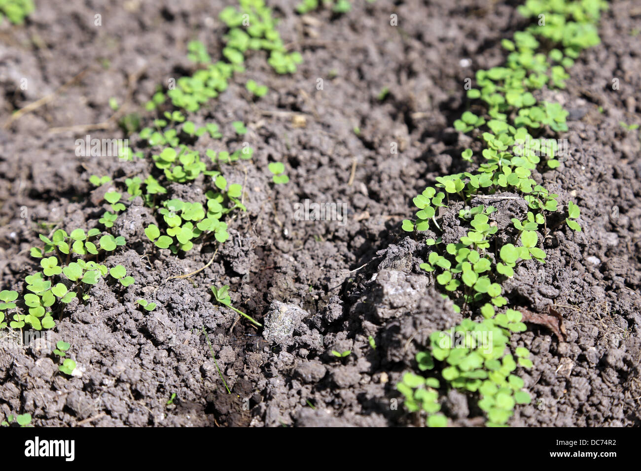 Small plant sprouts from hi-res stock photography and images - Alamy