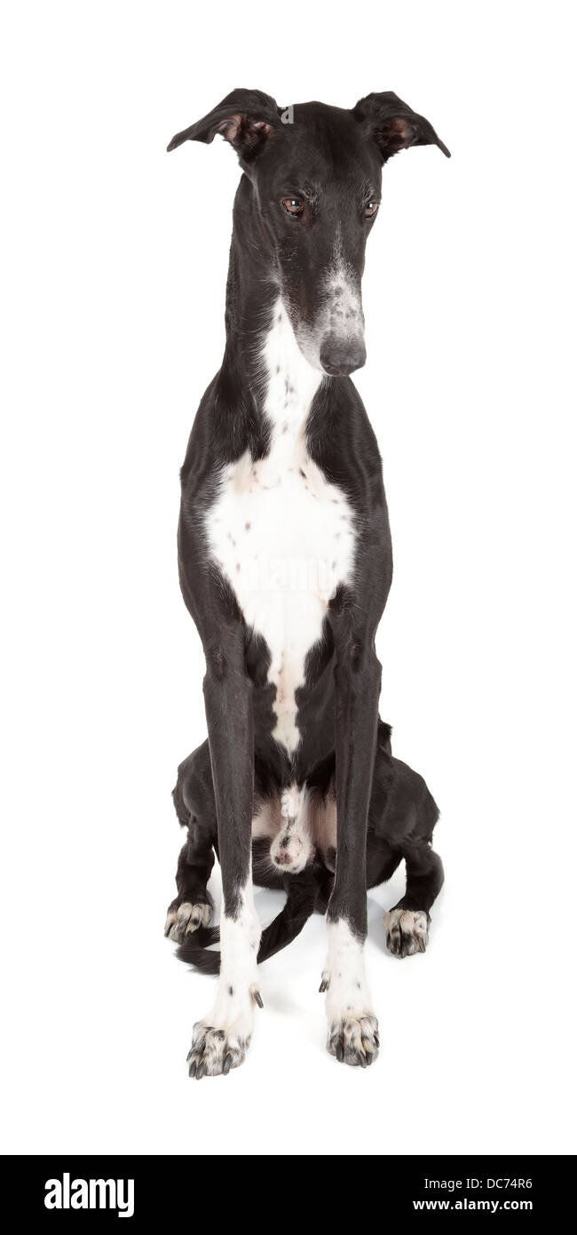 greyhound isolated on white background Stock Photo - Alamy