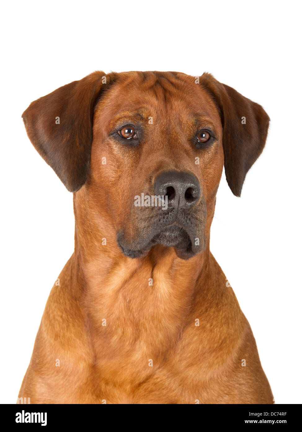Rhodesian Ridgeback isolated on white background Stock Photo - Alamy