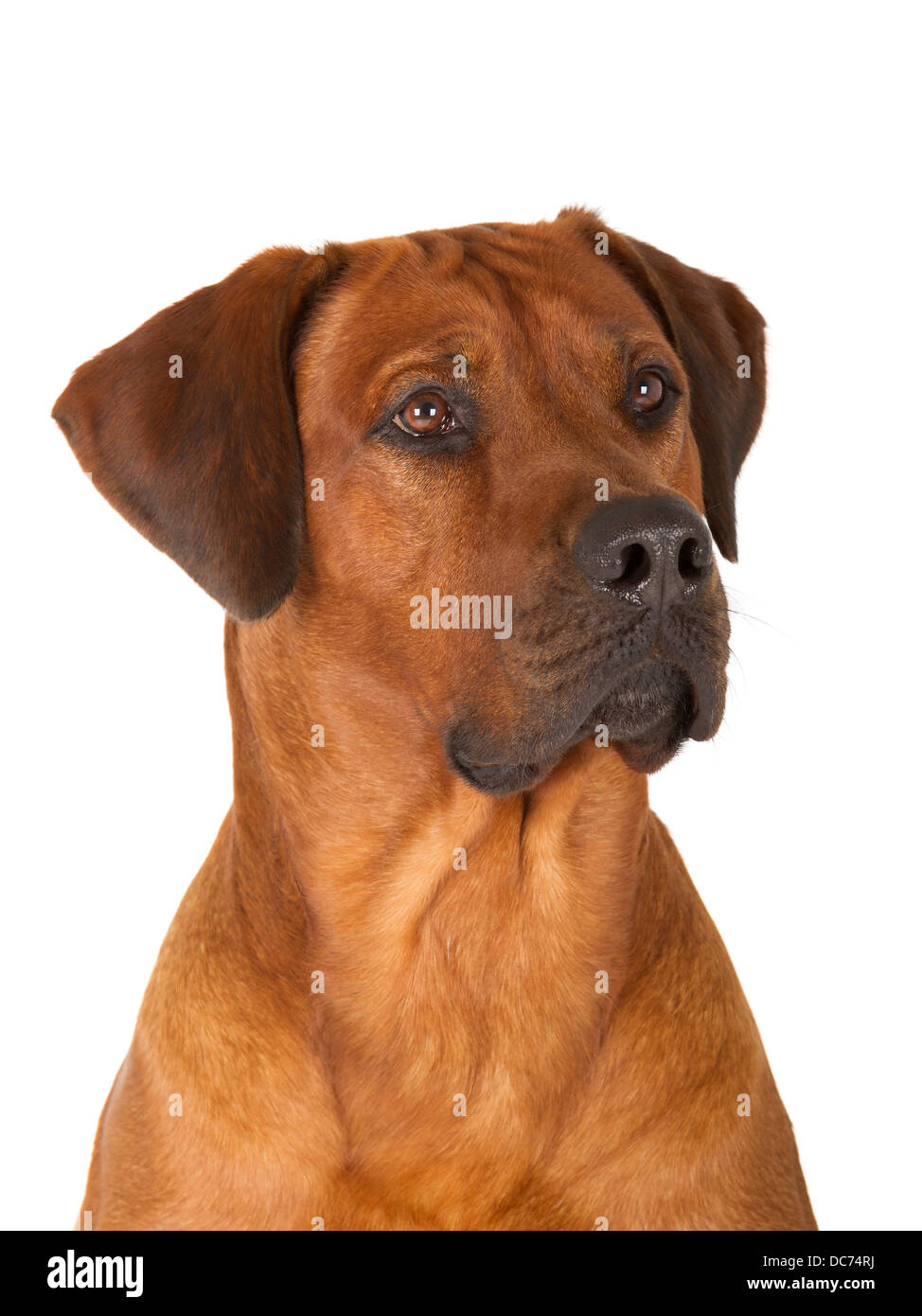 Rhodesian Ridgeback isolated on white background Stock Photo - Alamy