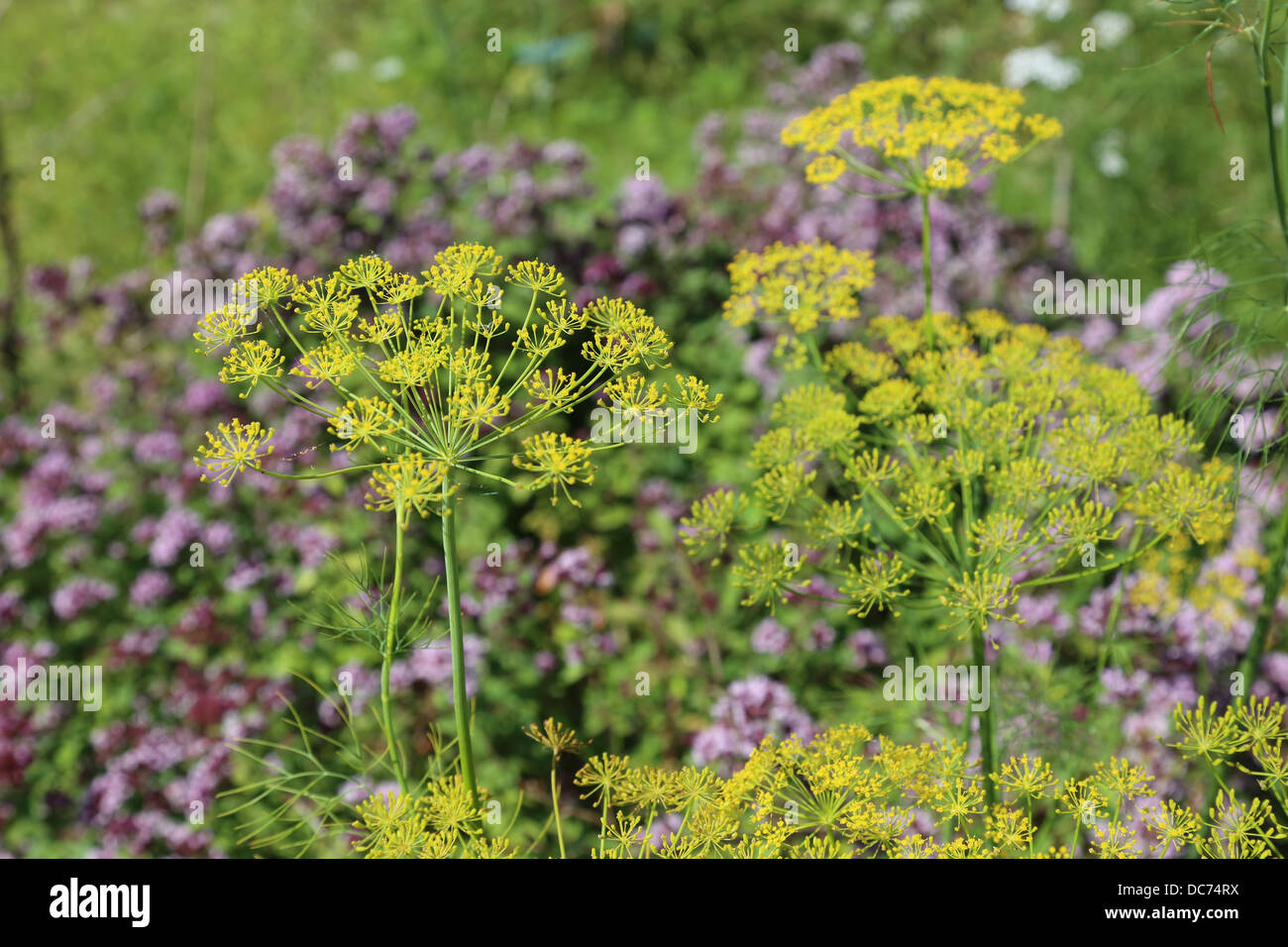 Dill plant hi-res stock photography and images - Alamy