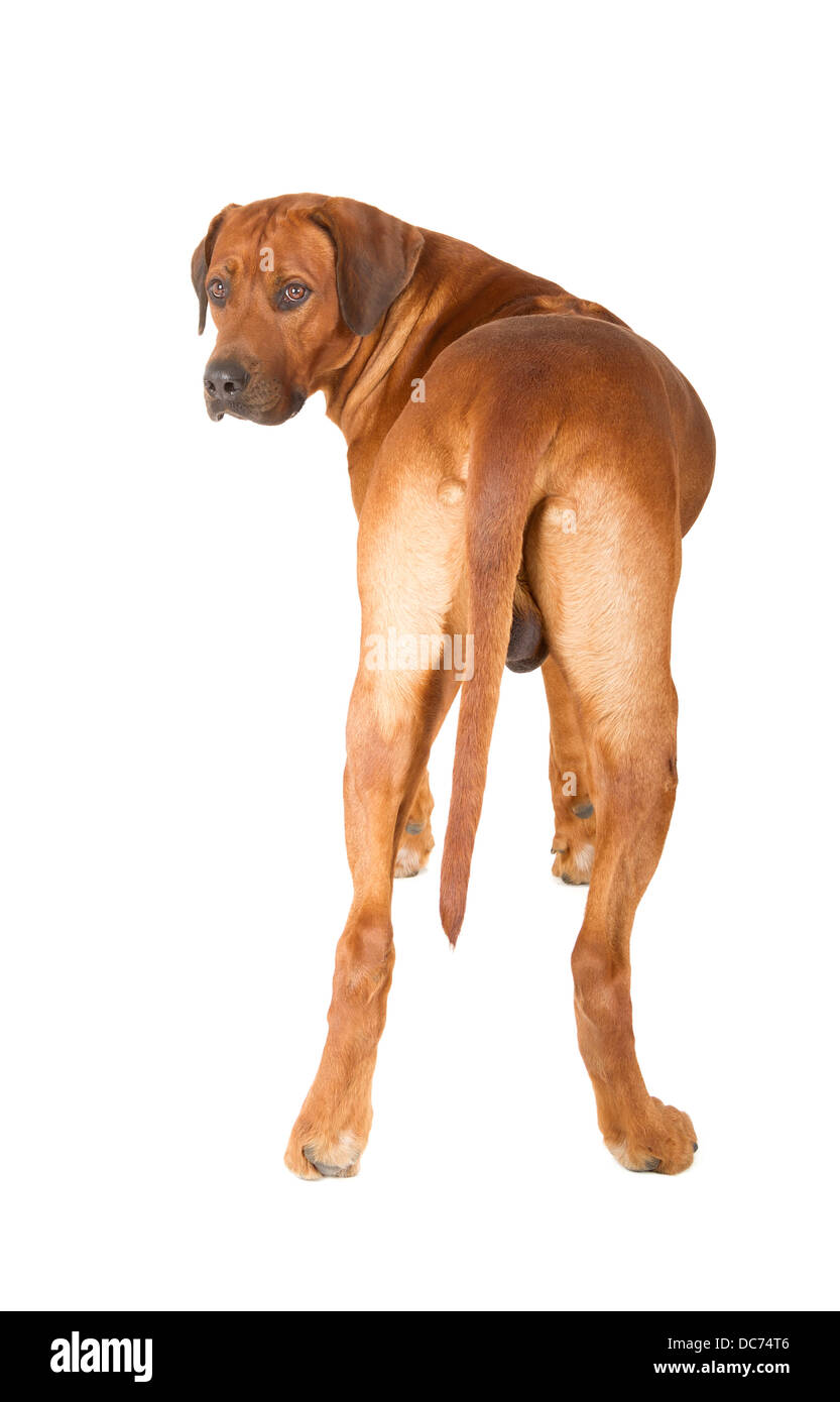 Rhodesian Ridgeback isolated on white background Stock Photo - Alamy