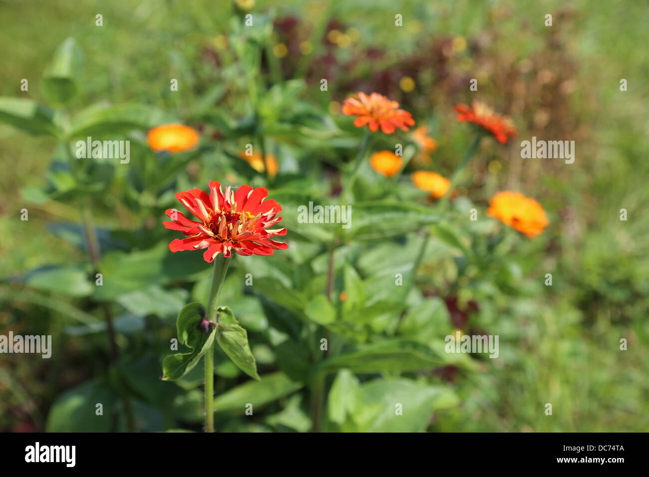 Red zinnia and calendula Stock Photo - Alamy