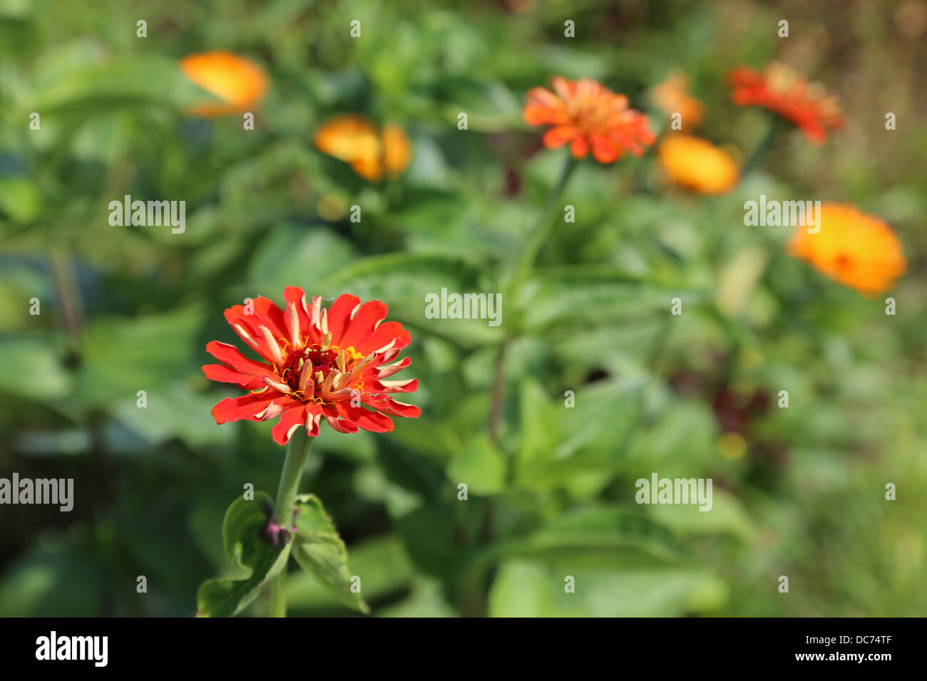 Red zinnia and calendula Stock Photo - Alamy