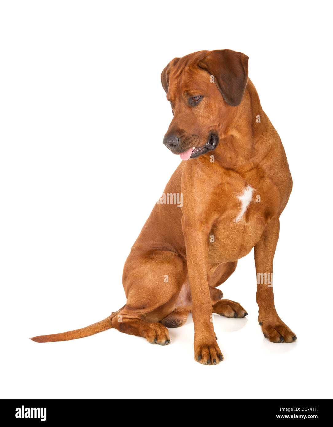 Rhodesian Ridgeback isolated on white background Stock Photo - Alamy