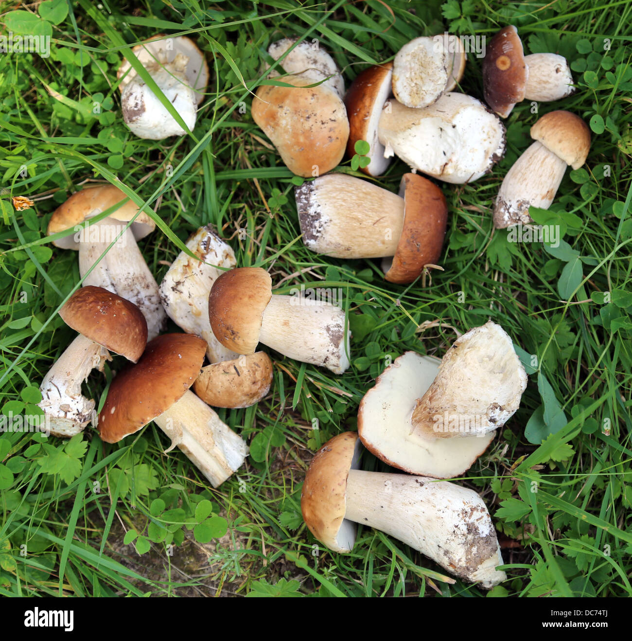 Porcini mushroom on grass hi-res stock photography and images - Alamy