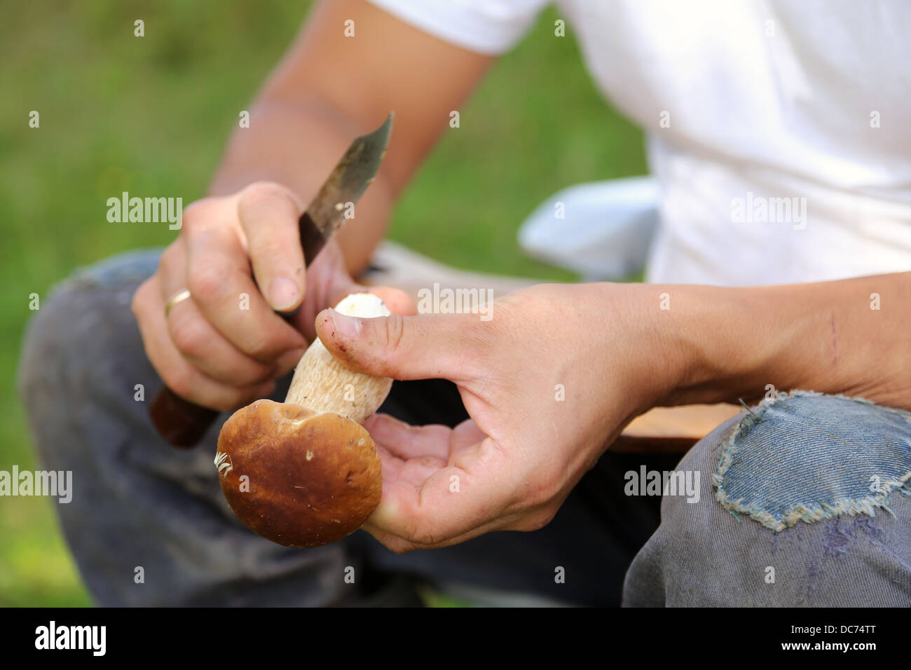 Man cutting wild mushrooms Stock Photo - Alamy
