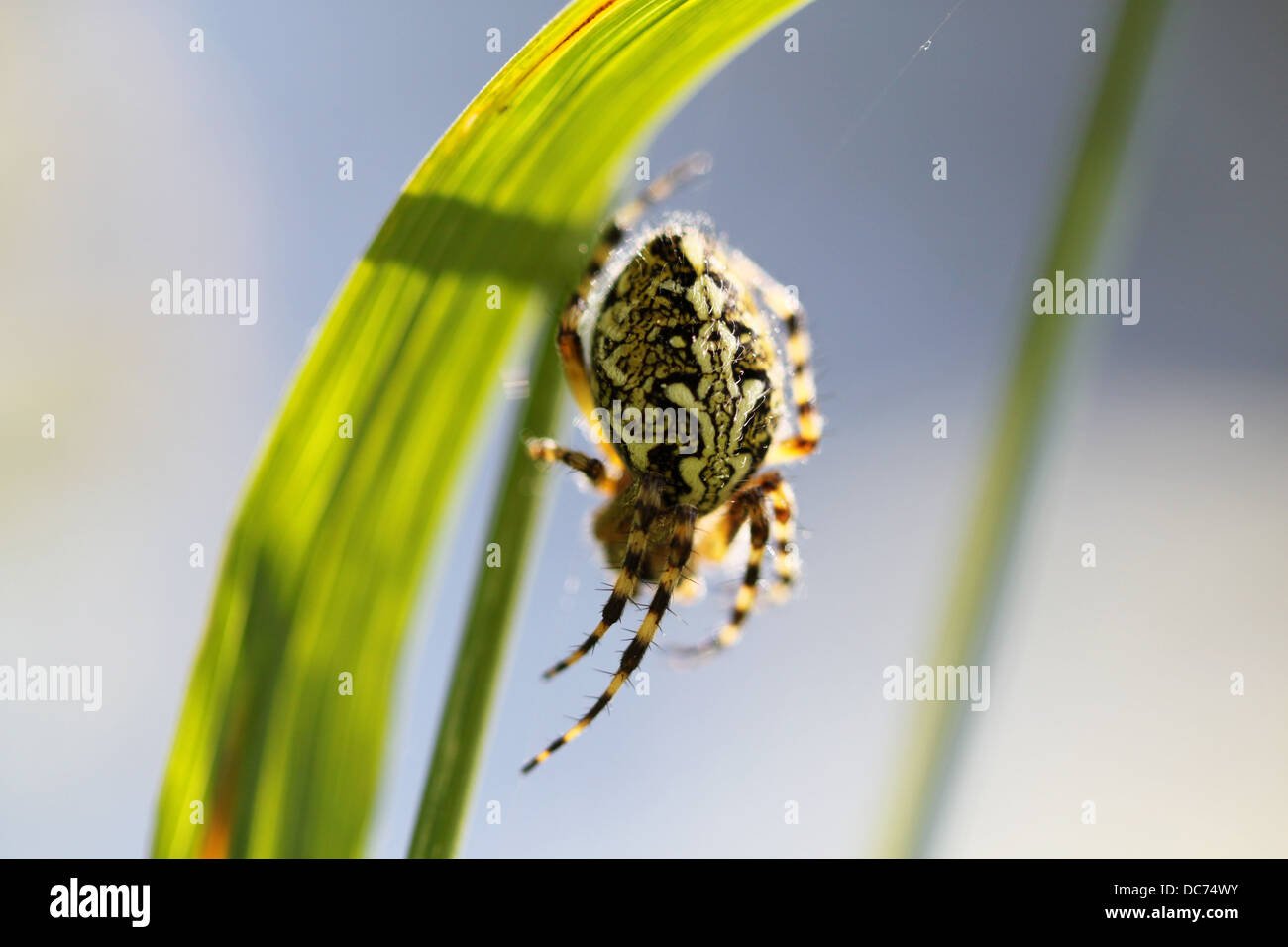 Spider sitting in its web.This is a garden spider Stock Photo - Alamy