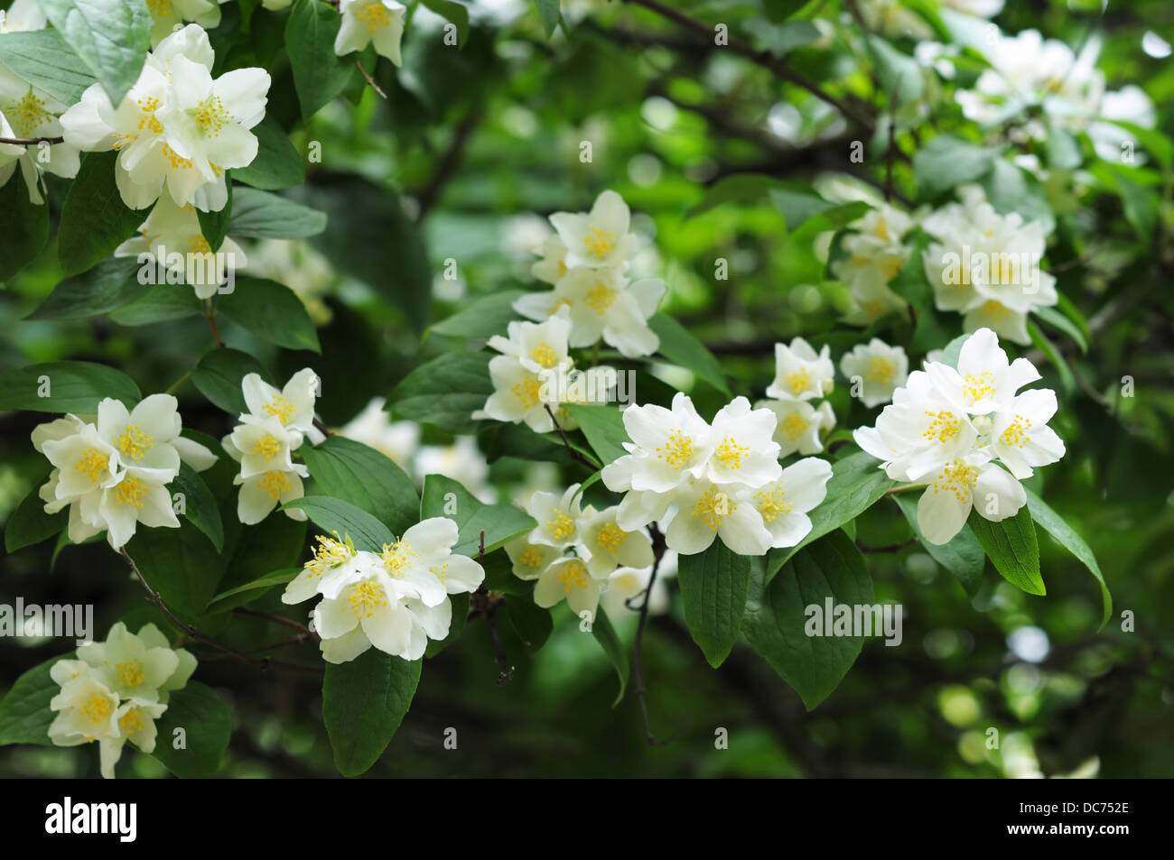 Jasmine tree in garden Stock Photo - Alamy