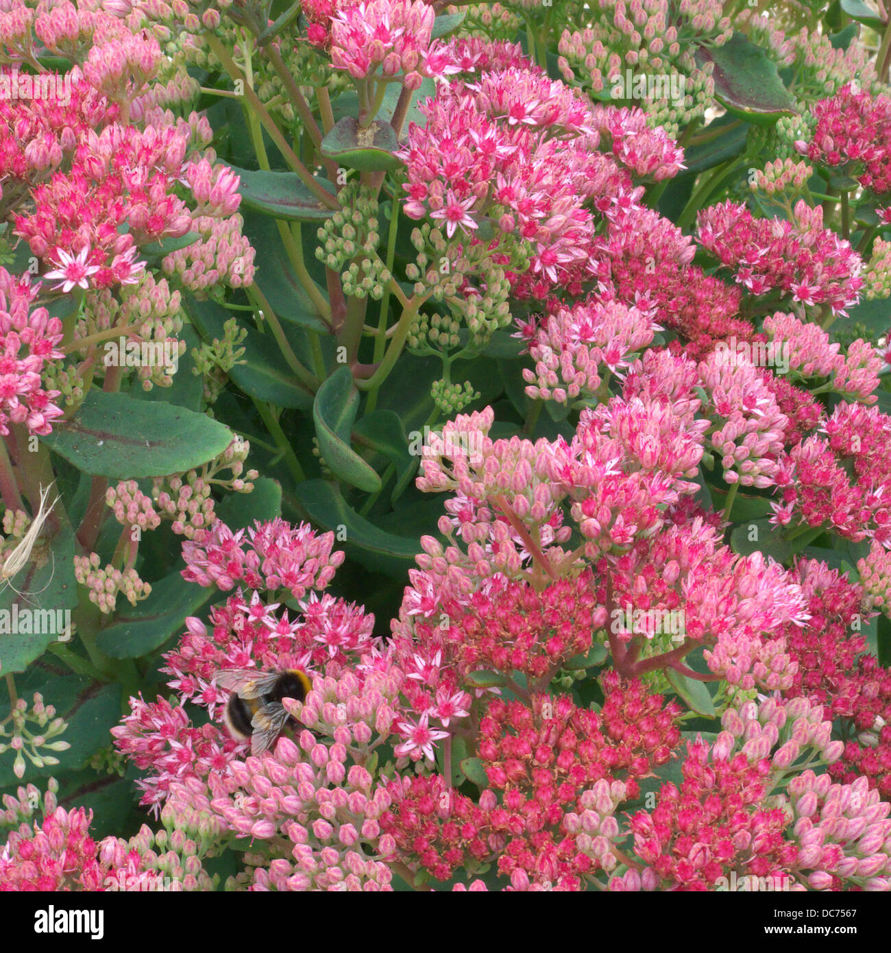 August Dore High Resolution Stock Photography and Images - Alamy