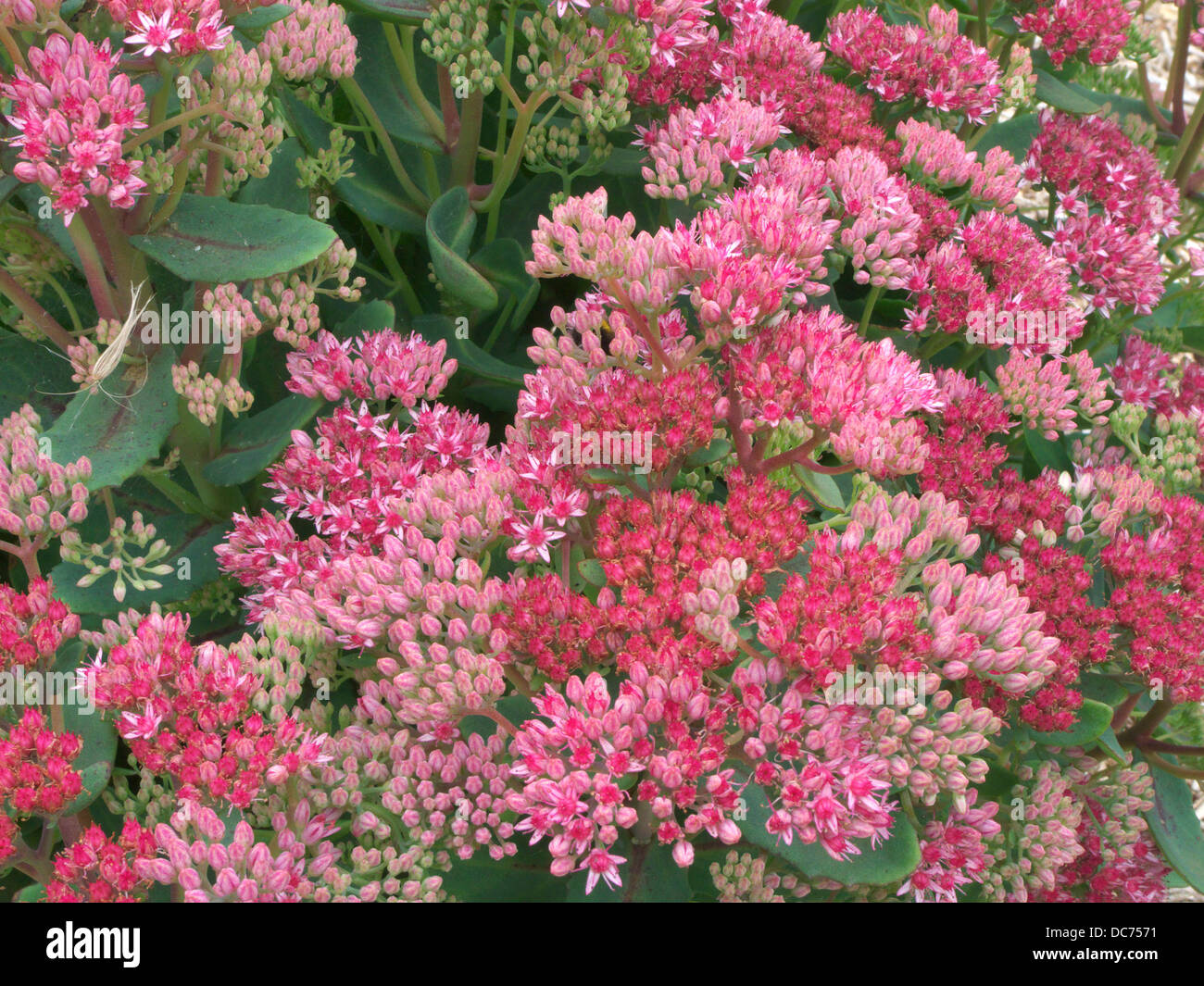 August dore hi-res stock photography and images - Alamy