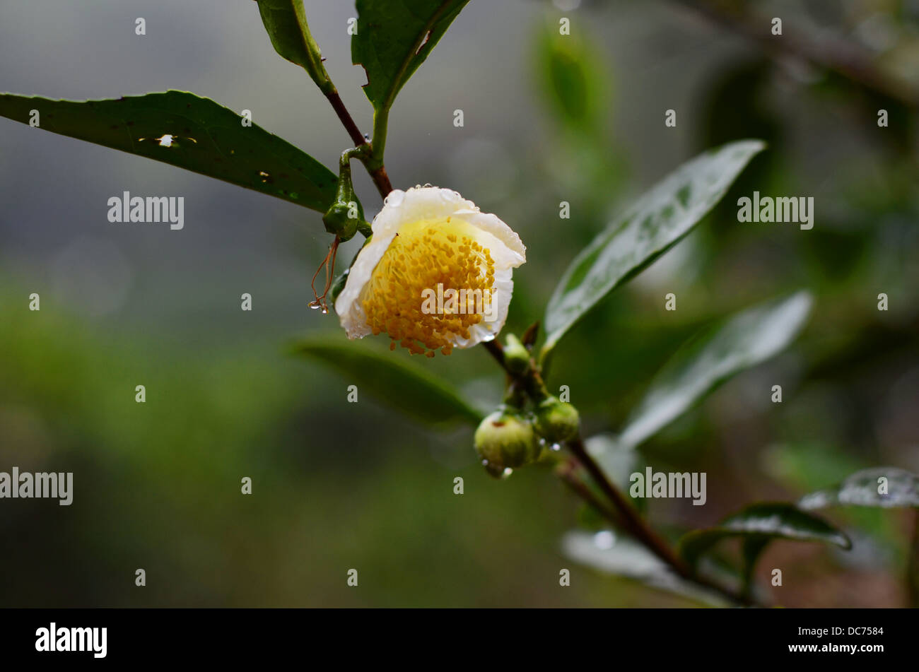 Blossoming "Big Red Robe" tea plant, in short break of heavy rain over ...
