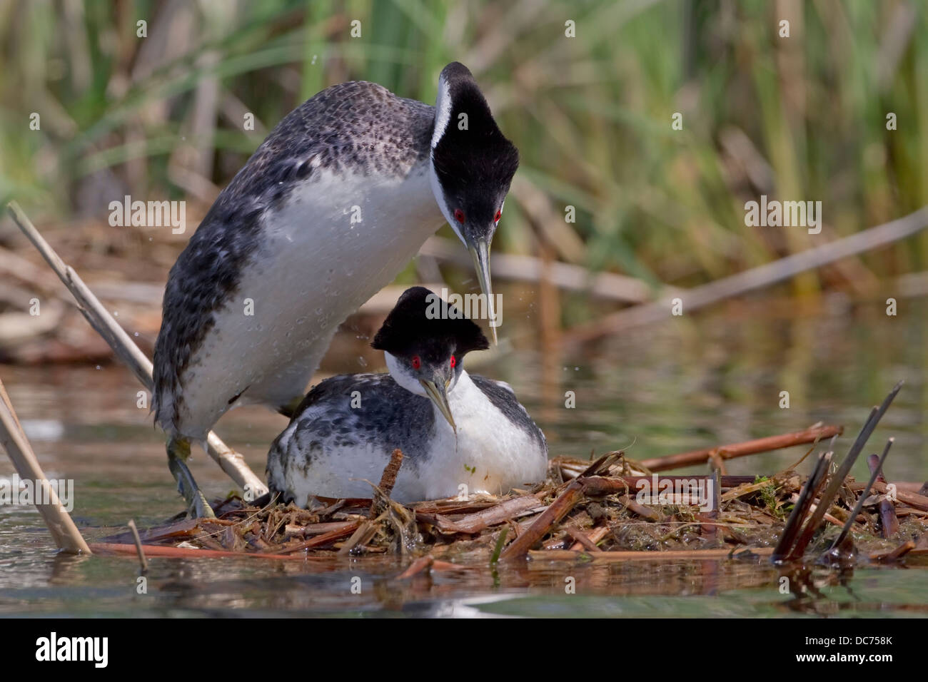 Western grebe mating hi-res stock photography and images - Alamy